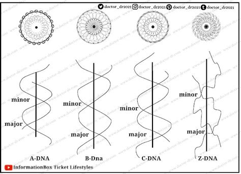 Structure Properties Types Forms And Functions Of Dna Cell