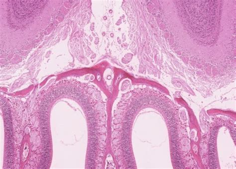 Olfactory Region More Diagram Quizlet