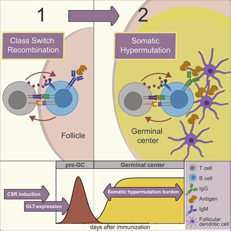 Class Switch Recombination Occurs Infrequently In Germinal Centers Immunity