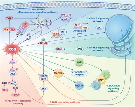 Signal Transduction Of Ros In Inflammation Ros Plays A Central Role As Download Scientific