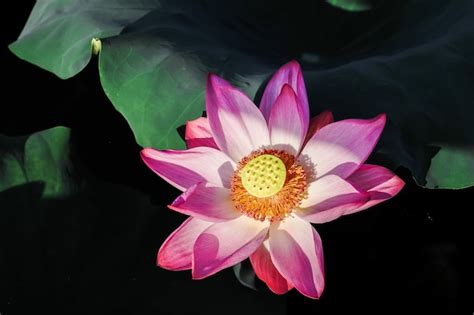 Premium Photo Light And Shadow Lotus Red Green