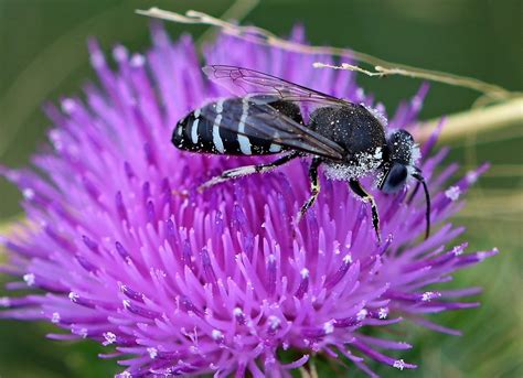 Why Do Insects Pollinate Flowers Best Flower Site