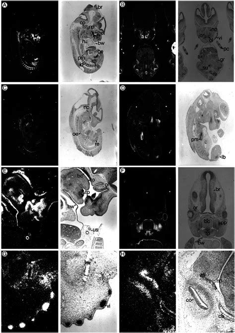Inhibinactivin β A Subunit Mrna Expression In Sagittal Acdegh