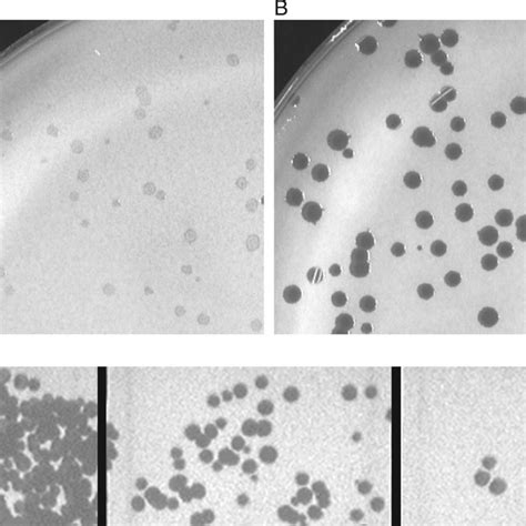 Pdf Isolation Of Bacteriophages From Environmental Sources And Creation And Functional