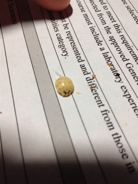 The Lamp On My Desk Bleached This Ladybug R Mildlyinteresting