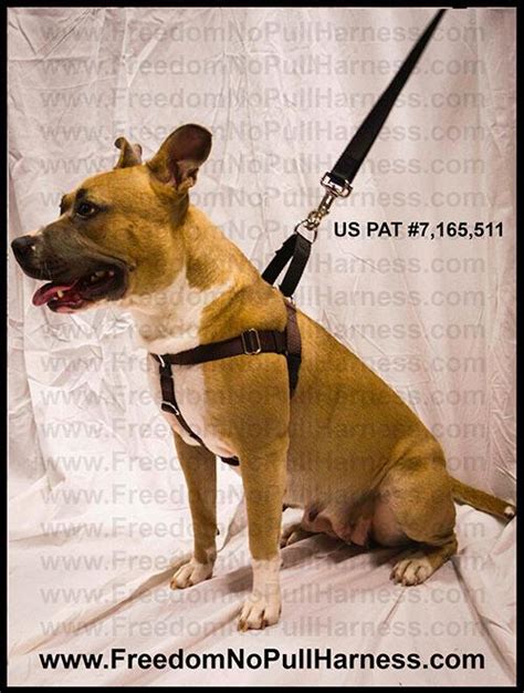 1 Freedom No Pull Harness Buy Direct From Harness Inventor