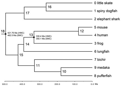 Divergence Time Estimate Of Basal Jawed Vertebrates The Assigned Node