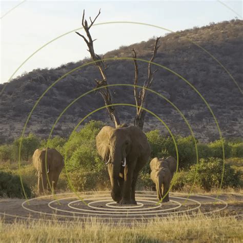 Wireless Sensor Networks For Wildlife Conservation In Africa Vanderbilt Vanguard