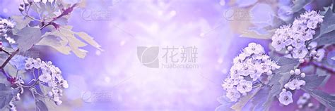 春夏季背景 盛开的山楂与新鲜的绿叶框架在阳光的射线抽象的自然背景来展示和推广你的产品