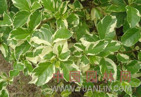 花叶假连翘 植物库 中国园林网