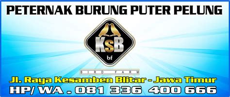 Mengenal Tentang Puter Lokal Burung Endemik Indonesia Media Hobi Dan