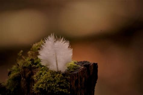 Premium Photo Close Up Of Feather On Tree