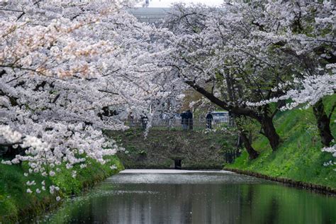 満開花筏弘前公園 外濠の桜の様子2024年4月20日 弘前さくらまつり Hirosaki Cherry Blossom Festival