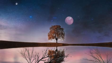 Tree Lake Reflection Stock Video At Vecteezy