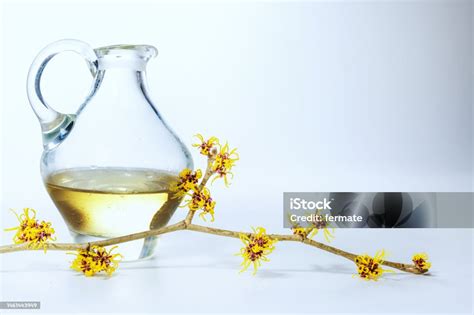 에센셜 오일과 꽃이 만발한 하마멜리스 또는 위치 하젤 가지가 있는 유리 주전자 신체 및 피부 관리를 위한 천연 화장품 회색 배경 복사 공간 선택한 초점 에센셜 오일에 대한