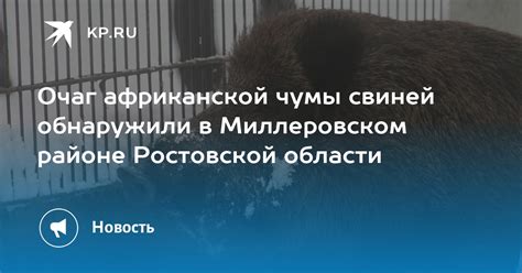 Очаг африканской чумы свиней обнаружили в Миллеровском районе Ростовской области Kp Ru
