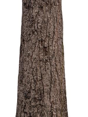 Tree Trunk Outline Stock Photos Images And Backgrounds For Free Download