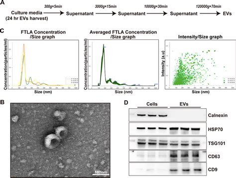 Isolation And Characterization Of Escmsc Evs A Flowchart For The