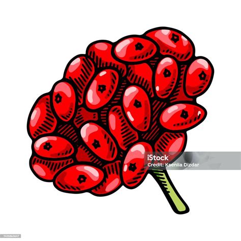 흰색 배경에 고립 된 손으로 그린 야생 인삼 열매 포장 로고 과학 기사 디자인을위한 컬러 스케치 스타일의 식물 벡터 일러스트 레이 션 0명에 대한 스톡 벡터 아트 및 기타