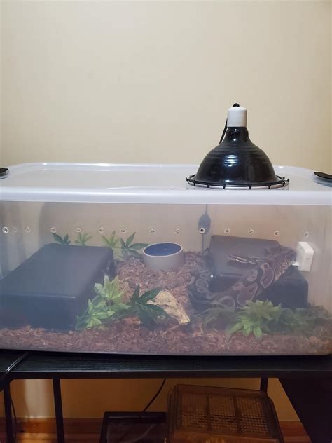 4x2x2 Pvc Enclosure For Adult Ball Python R Ballpython