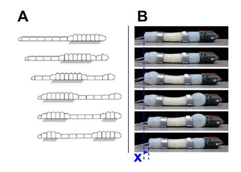 Peristaltic Gait Of Earthworm 17 A Locomotion Cycle Of Download Scientific Diagram