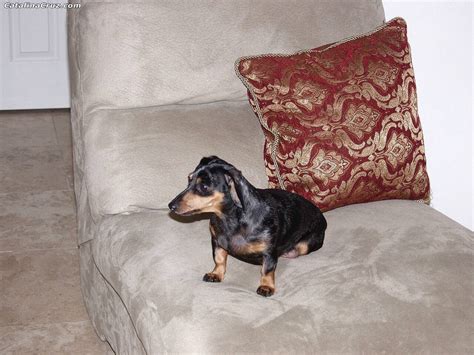 Catalinacruz Catalina Cruz Lela Star Real Latina Vidioxxx Xxx Porn Pics