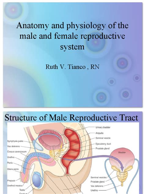 Anatomy And Physiology Of The Female Reproductive System Labios