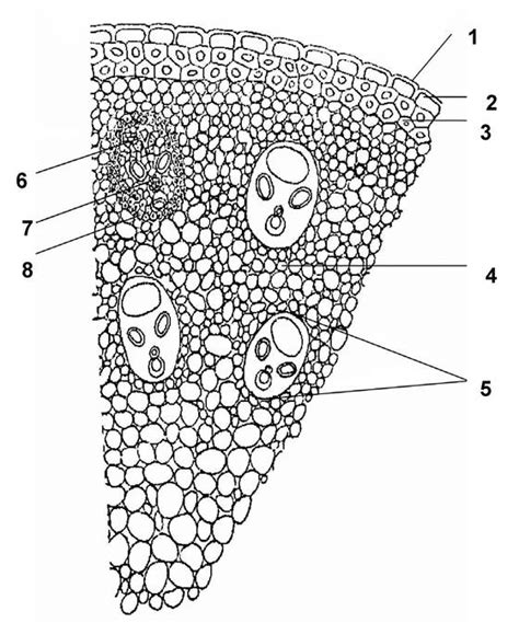 Анатомічна будова стебла односімядольних рослин Морфологія і анатомія стебла та пагона