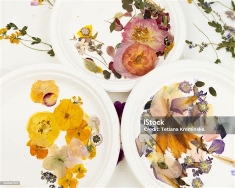 다양한 말린 압착 꽃 그룹 현대 식물 예술을위한 기본 자료 스크랩북 청첩장 인사말 카드 선물 상자 장식을위한 식물 Diy에 대한 스톡 사진 및 기타 이미지 Istock