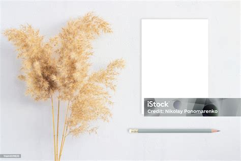 빈 명함으로 모의하고 그림자와 햇빛이있는 흰색 배경에 말린 팜파스 잔디를 말립니다 로고 또는 텍스트를위한 장소가있는 명함 플랫 레이 상단 뷰 0명에 대한 스톡 사진 및 기타
