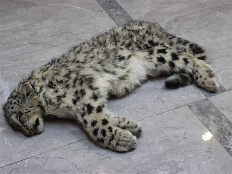 Нэн ховор дархан цаазат амьтан болох “Цоохор ирвэс” ийг агнаж борлуулах гэж байсан этгээдийг