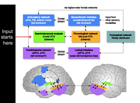 Psych 256 Exam 2 Flashcards Quizlet