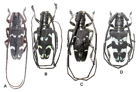 Dorsal Habitus Of Known Cyriotasiastes Rhetenor Newman 1842 In The