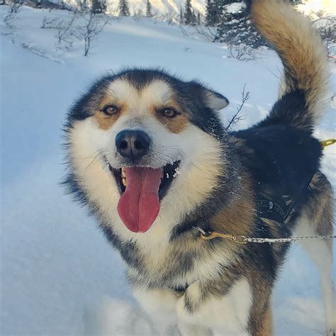 Nucha Denali National Park And Preserve Us National Park Service