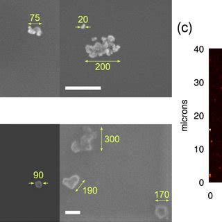 A B SEM Pictures Of Samples A And B Respectively Numbers Show Download Scientific Diagram
