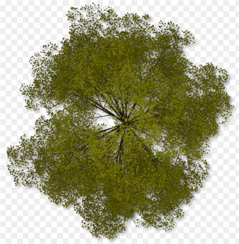 Trees Plan PNG Transparent With Clear Background ID TOPpng