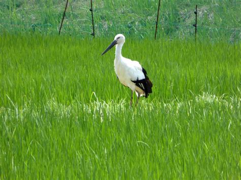 兵庫県産 コウノトリ育むお米（無農薬） ｜ 無農薬のお米 ｜ 溝口食糧株式会社