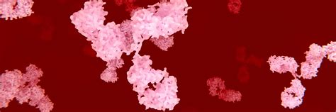 Fcrn Binding Assays Using Alphalisa And Htrf Technologies Revvity