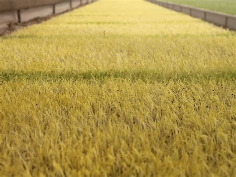 安藤農園のこだわり 安藤農園 土で育てた安藤の芽ネギ