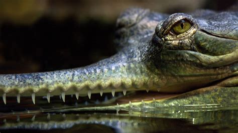 Gharial Attacks On Humans