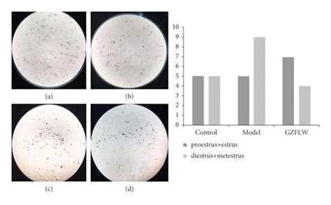 Observation Of Vaginal Smears And Sexual Cycle Statistics Of Mice A Download Scientific