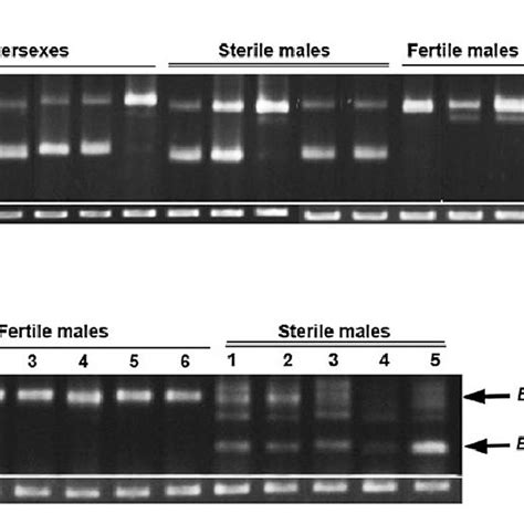 Detection Of Doublesex Dsx And Transformer Tra Sex Specific Download Scientific Diagram