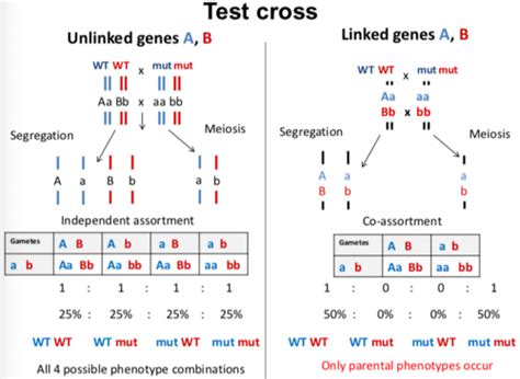 Lecture 5 Inheritance Patterns Iv Flashcards Quizlet