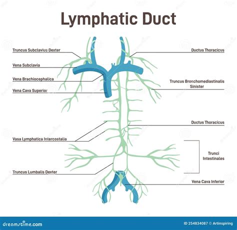 Lymphatic System Structure