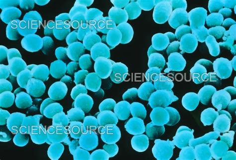 Staphylococcus Aureus Stock Image Science Source Images
