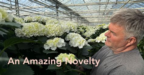White Spray Hydrangea From Nooitgedacht Stuns The Market