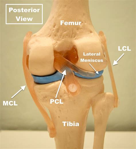 The Pcl Injury Posterior Cruciate Ligament The Pcl Injury Posterior Cruciate Ligament