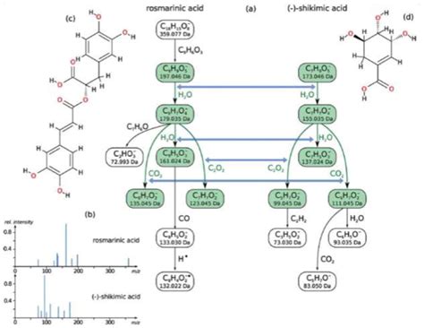 Using Fragmentation Trees And Mass Spectral Trees For Identifying Unknown Compounds In
