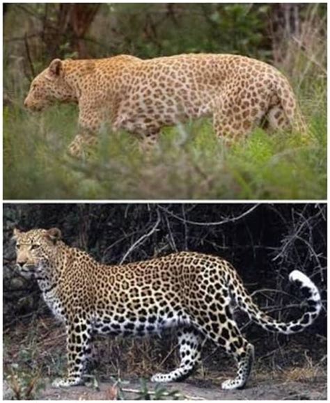 Strawberry Leopard With A Mutation Called Erythrism This Mutation