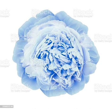 흰색 고립 된 배경에 파란색 모란 꽃클리핑 경로 근접 촬영 디자인용 자연 0명에 대한 스톡 사진 및 기타 이미지 0명